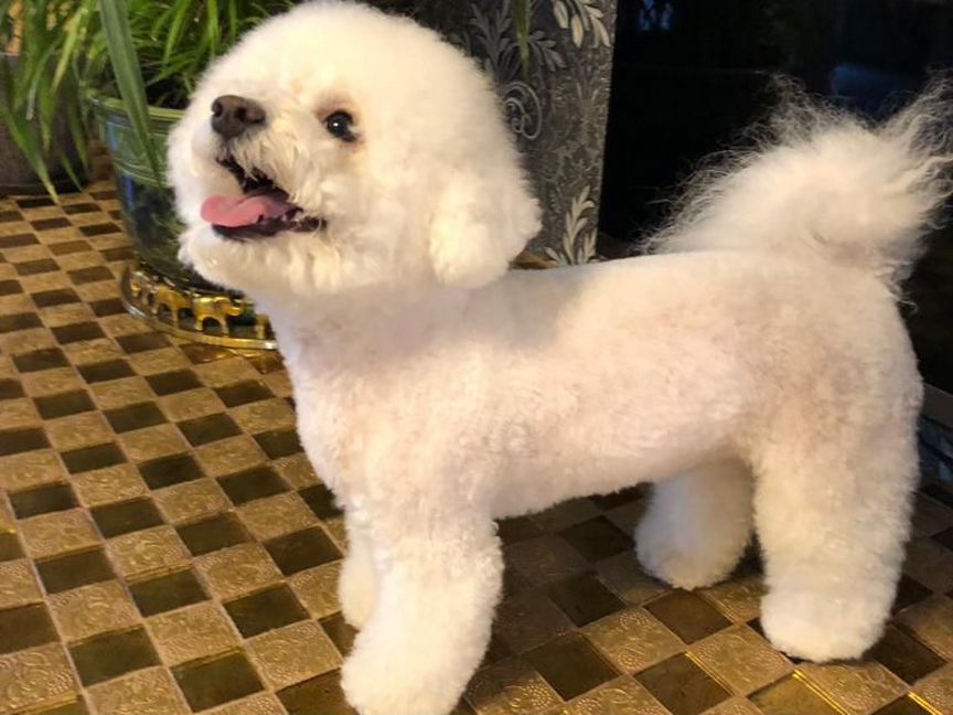 Щенки бишон фризе мини