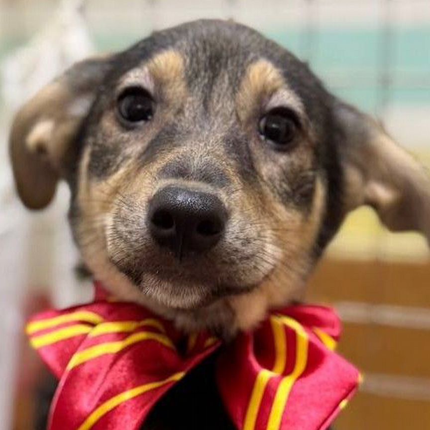 Щенок в добрые руки