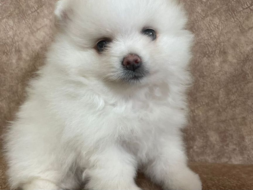Белый померанский шпиц