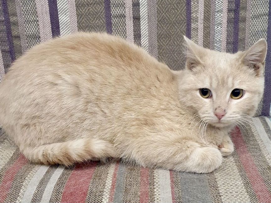 Сделайте котика домашним