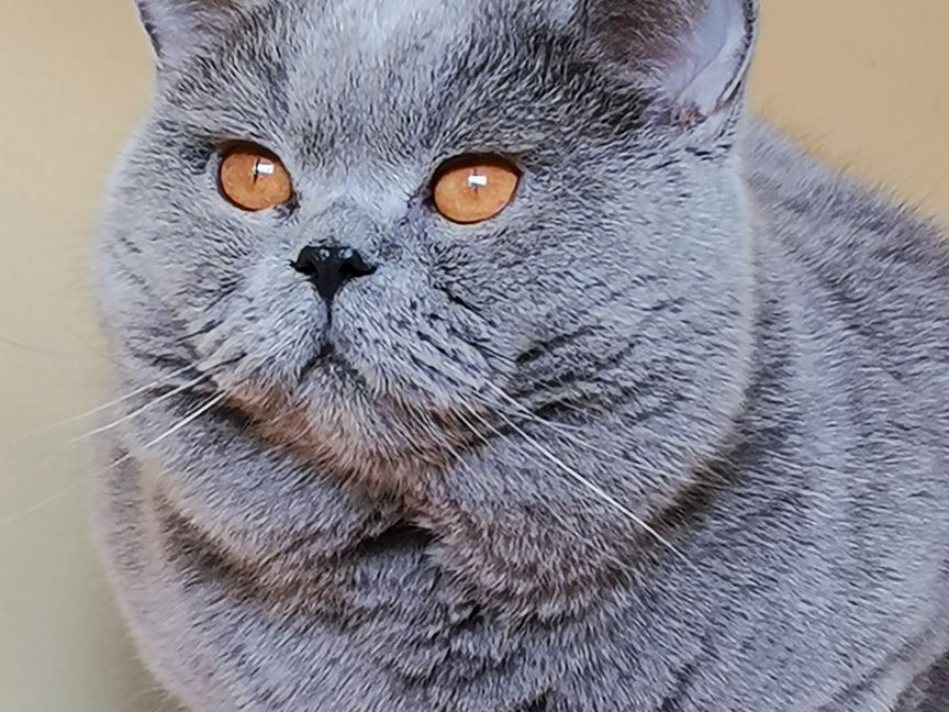 Британский кот. вязка