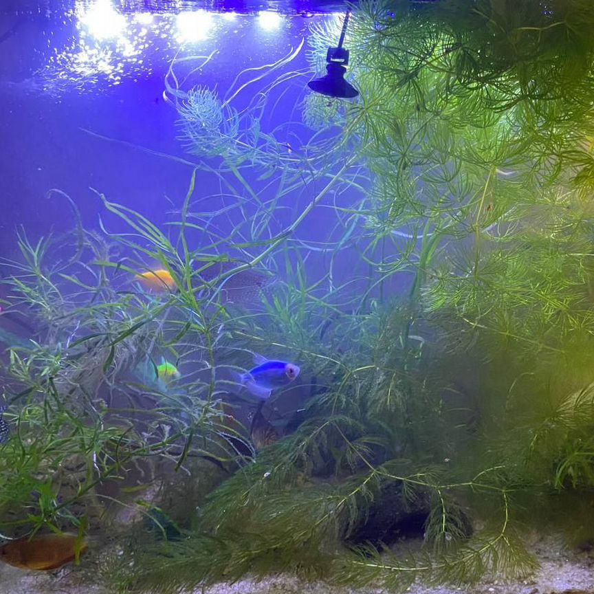 Роголистник в аквариум