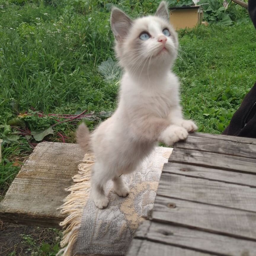Котёнок