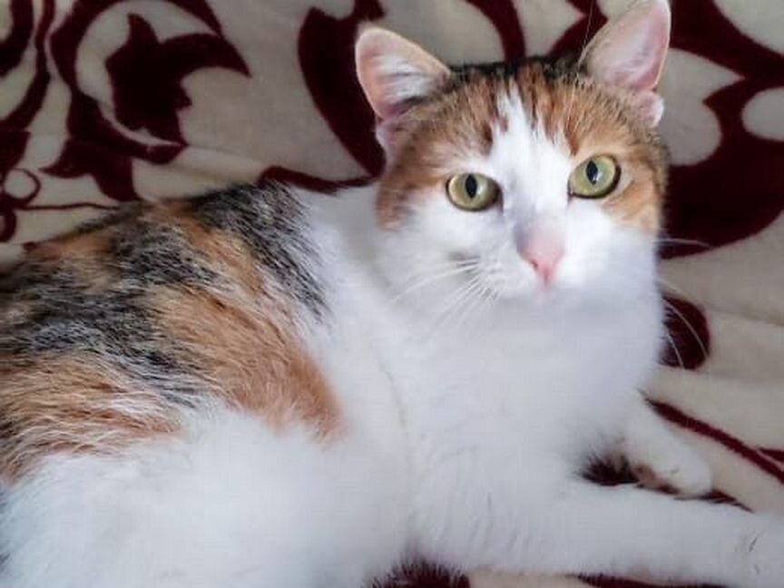 Кошка