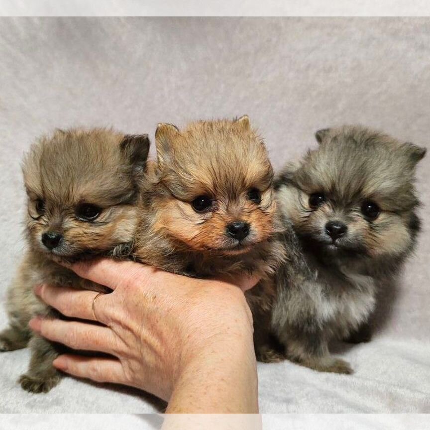 Померанский шпиц, щенок