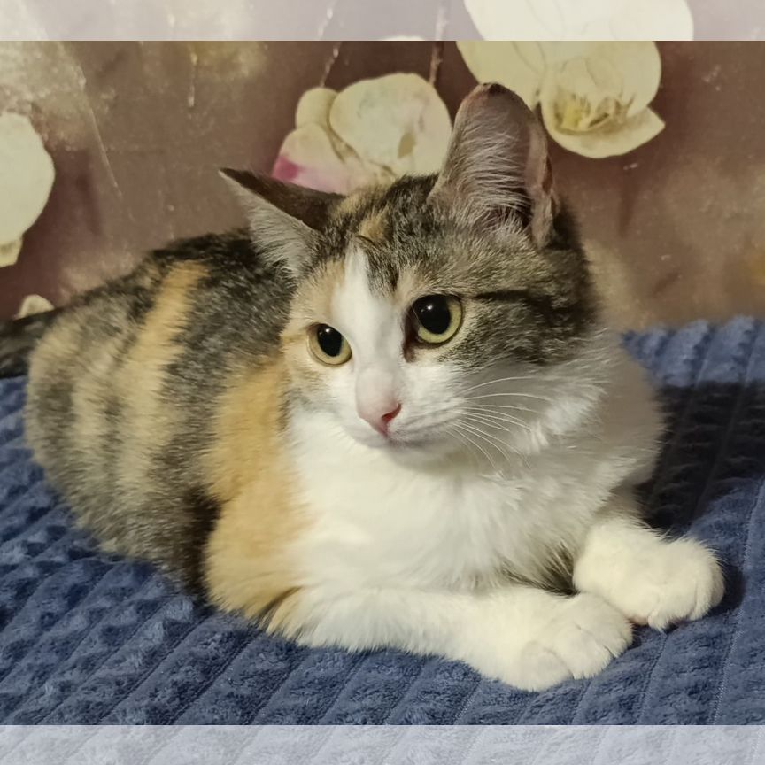 Взрослая, кошка в добрые руки