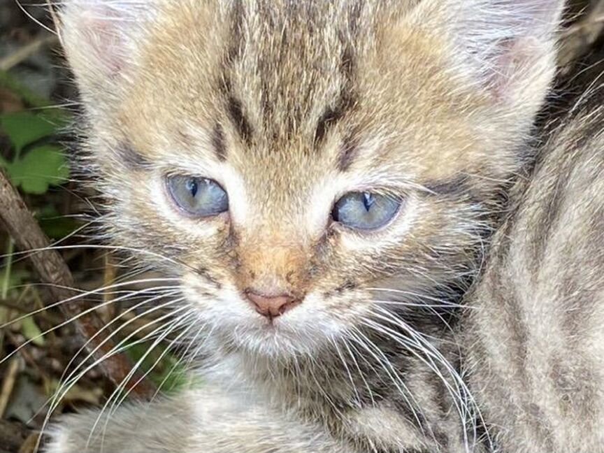 Котята в добрые руки бесплатно. Котенок мальчик