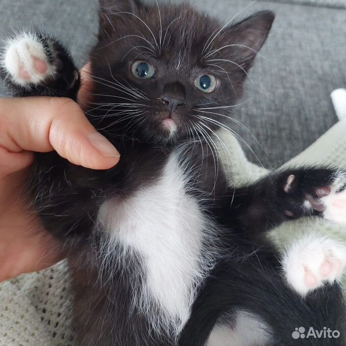 Котенок мальчик 2 мес. ждет родителей