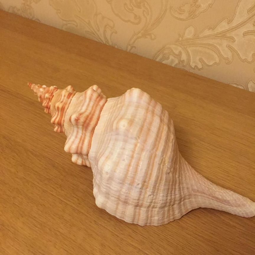Ракушка морская большая
