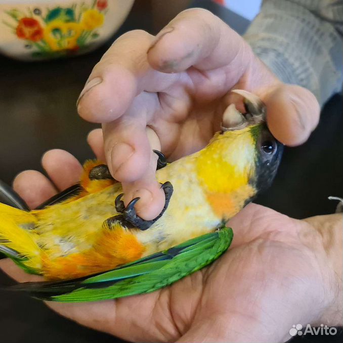Попугай Кайк выкормыш ручной