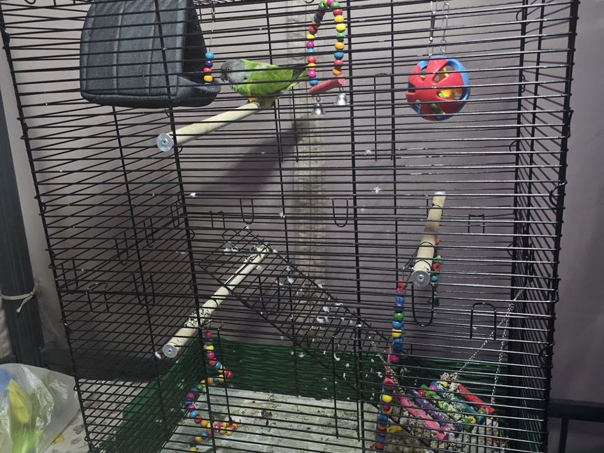 Синегальский попугай