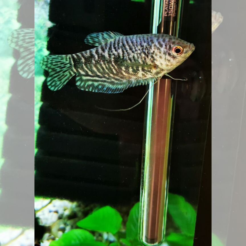 Гурами мраморный