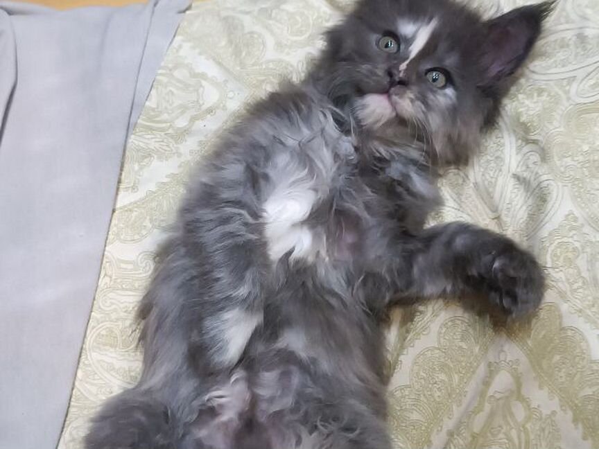 Котята мейн куна