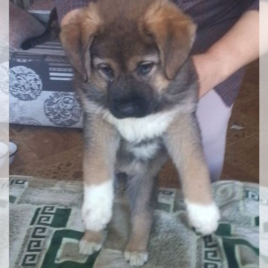 Щенок в добрые руки