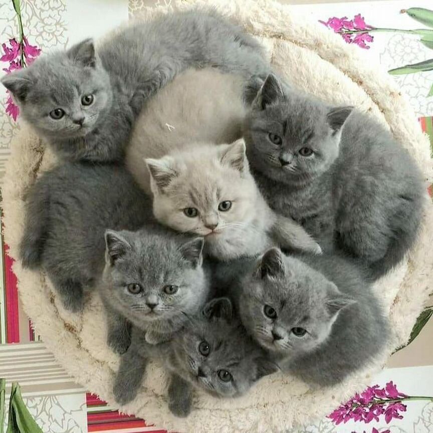 Шотланская элита