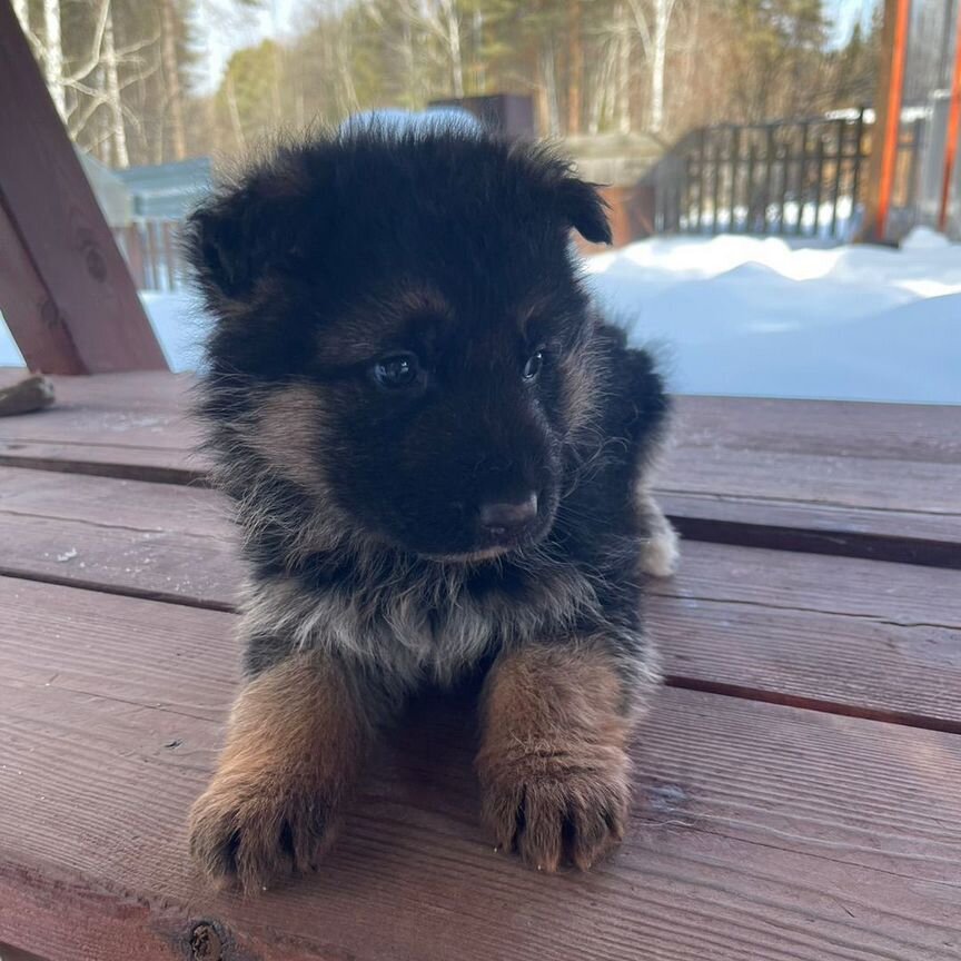 Щенки немецкой овчарки