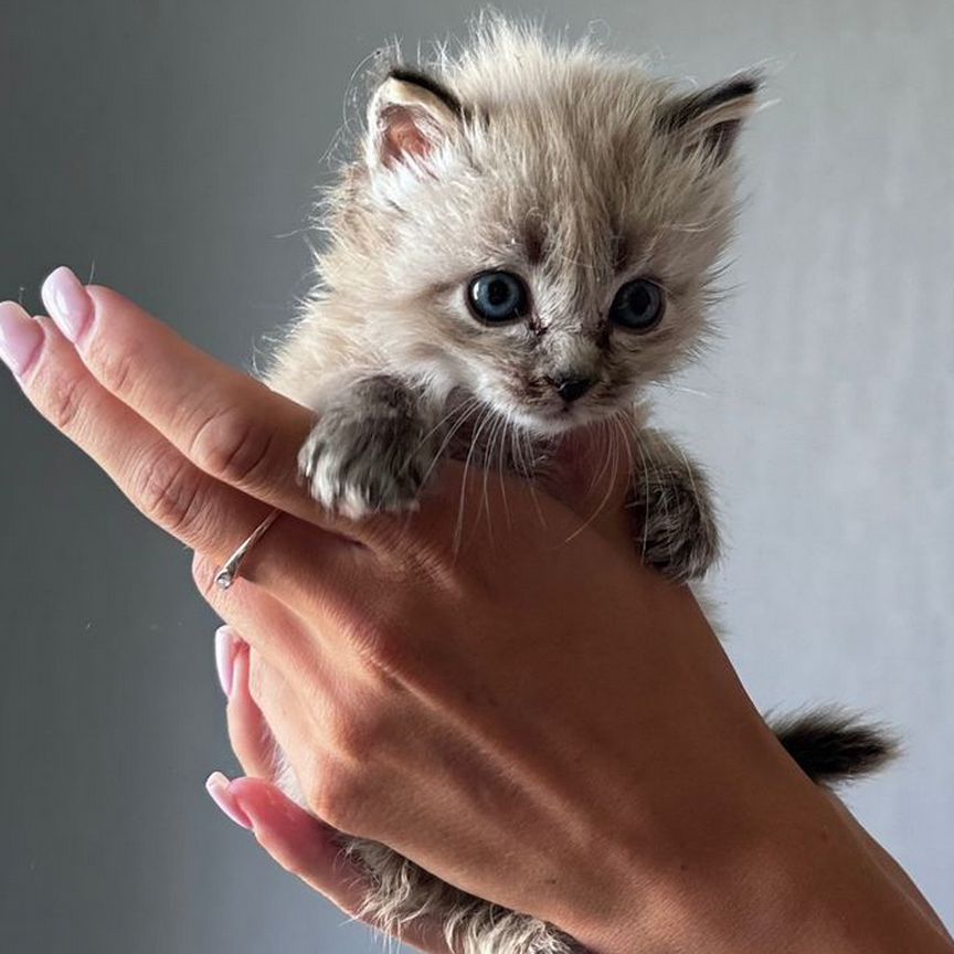 Сибирский котёнок