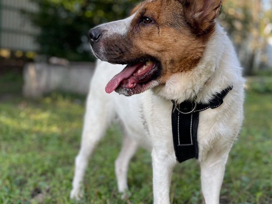 Милейшая собака Милка ждет своего человека