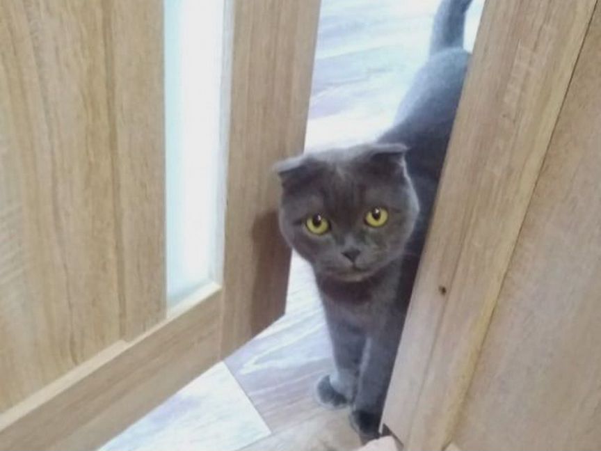 Отдам даром кошку