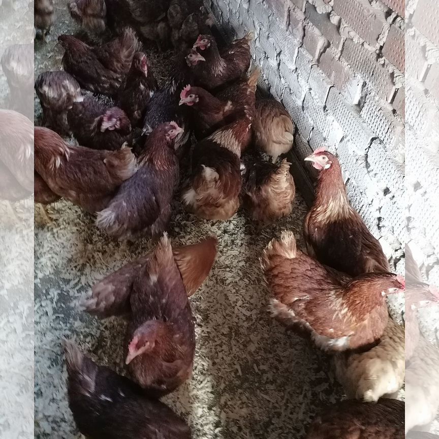 Куры красные