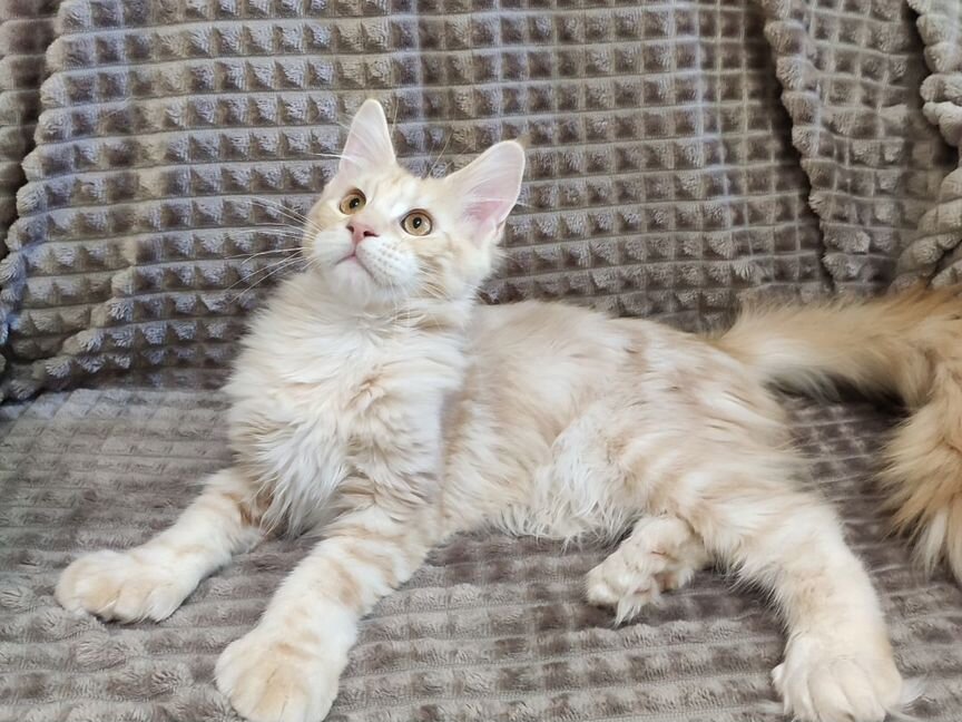 Котята мейн-кун