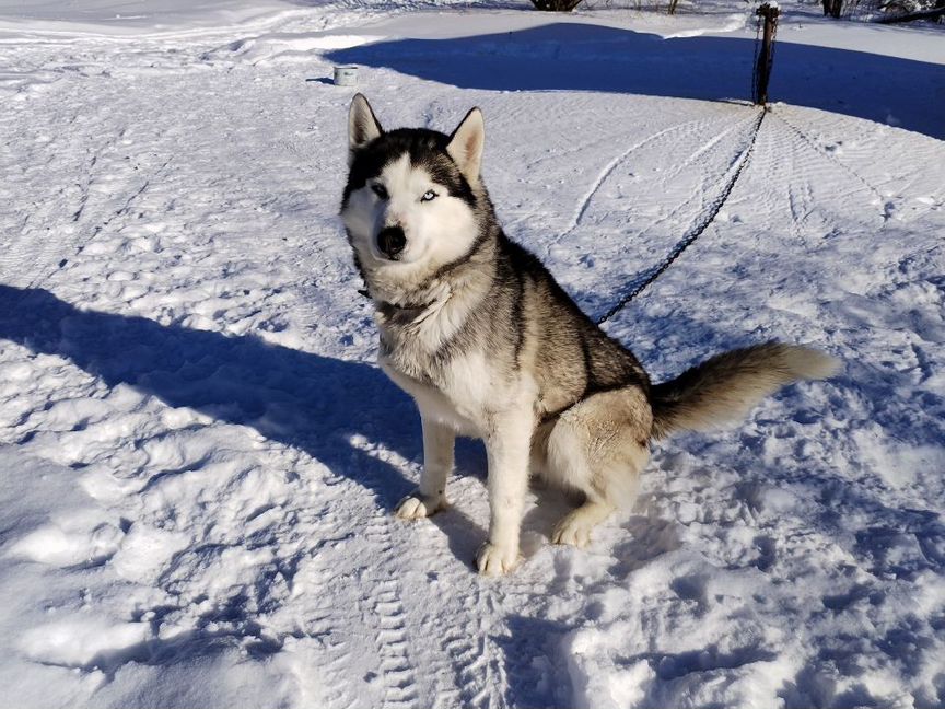 Сибирский хаски