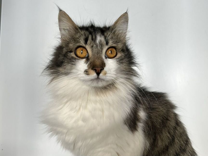 В ожидании семьи