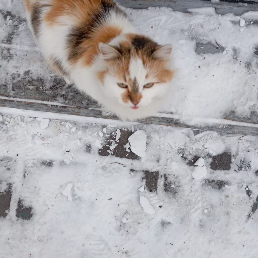 Кошка