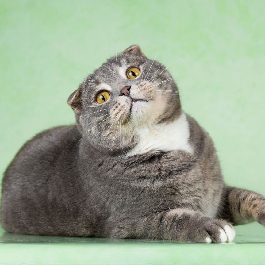 Кот Вилкин