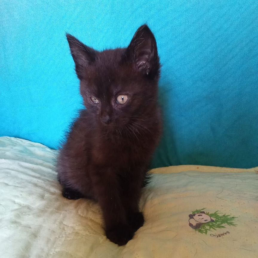 Котенок