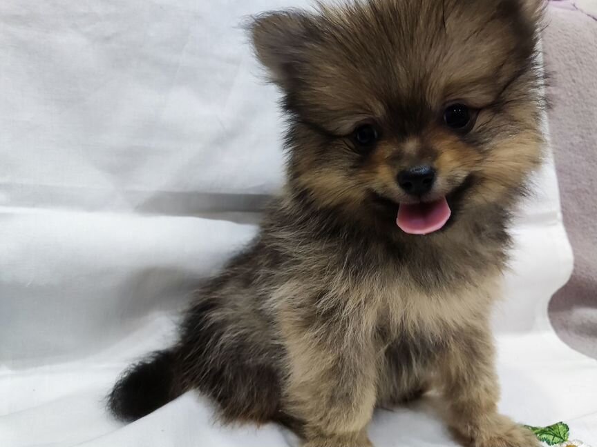 Щенки шпица