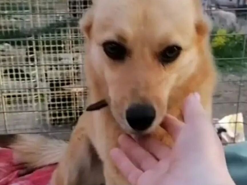 Собачка в добрые руки