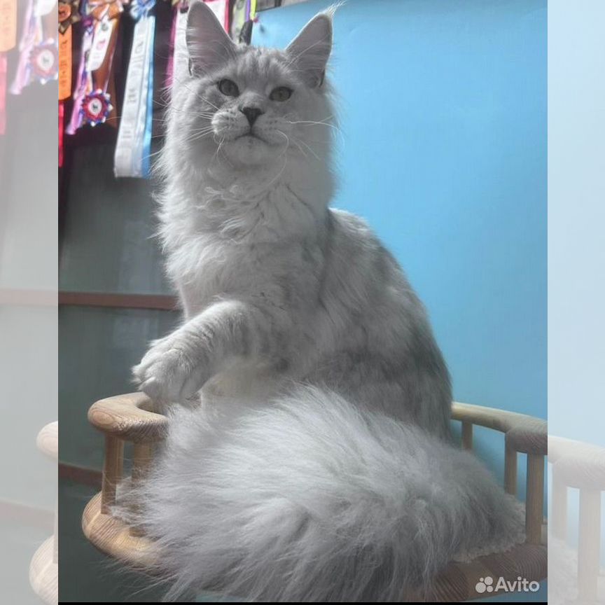 Мейн-кун, взрослый кот