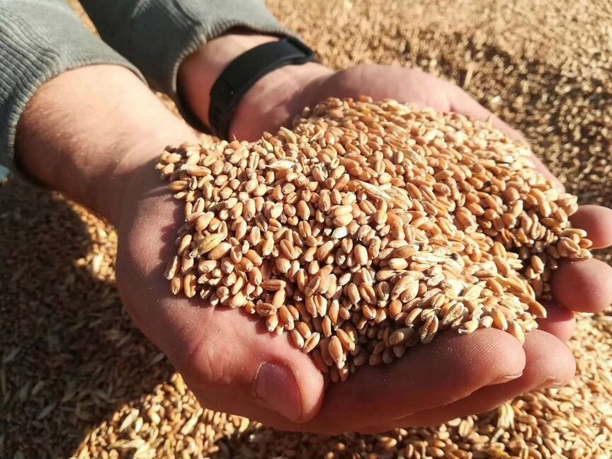 Кормовой ячмень, Соя корма