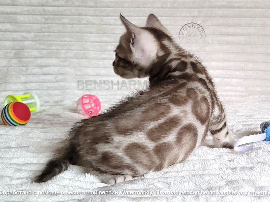 Красивые котята из питомника