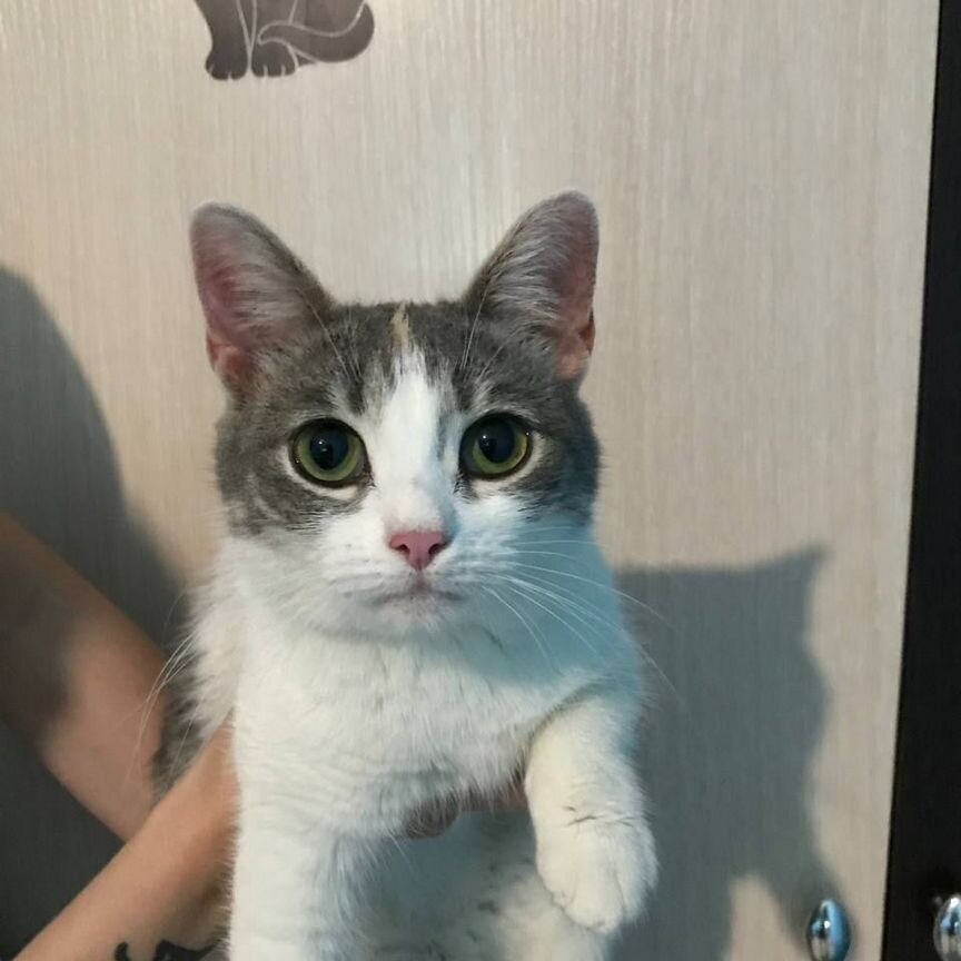 Котенок подросток