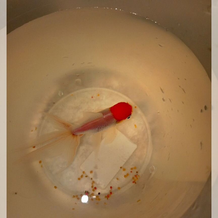 Аквариумные рыбки