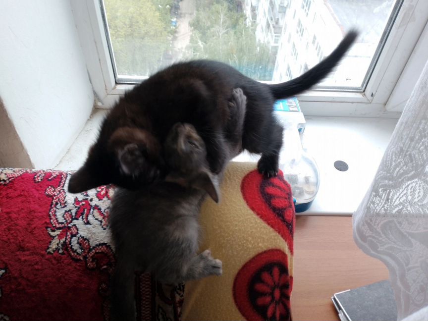 Котята в добрые руки