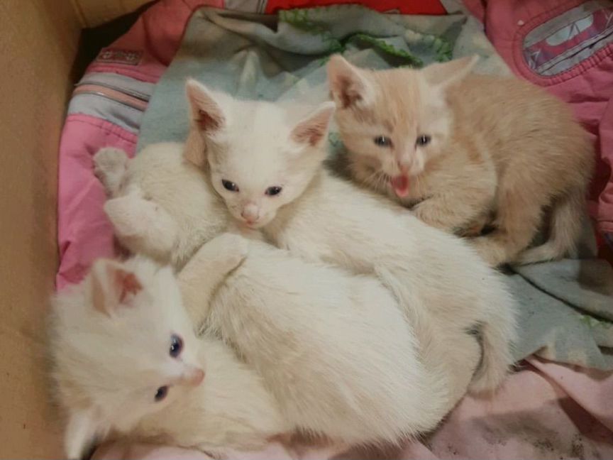 Белые котята в добрые руки бесплатно