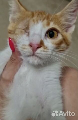 Котенок Нельсон