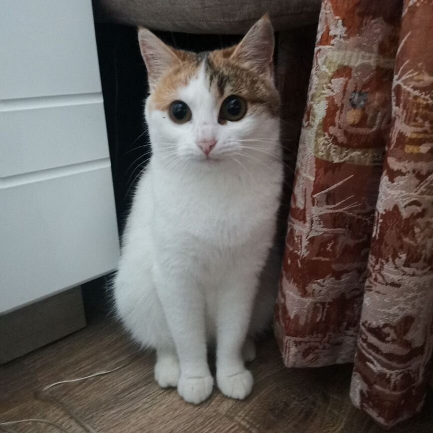 Найдена кошка