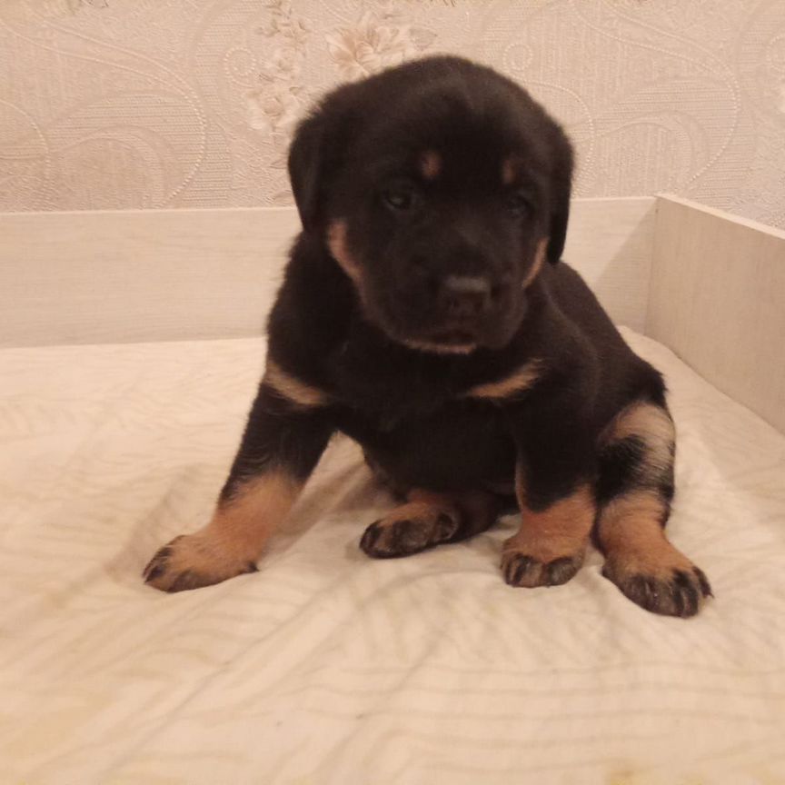 Немецкая овчарка