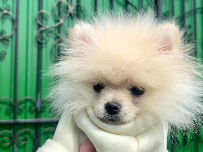 Померанский шпиц мини