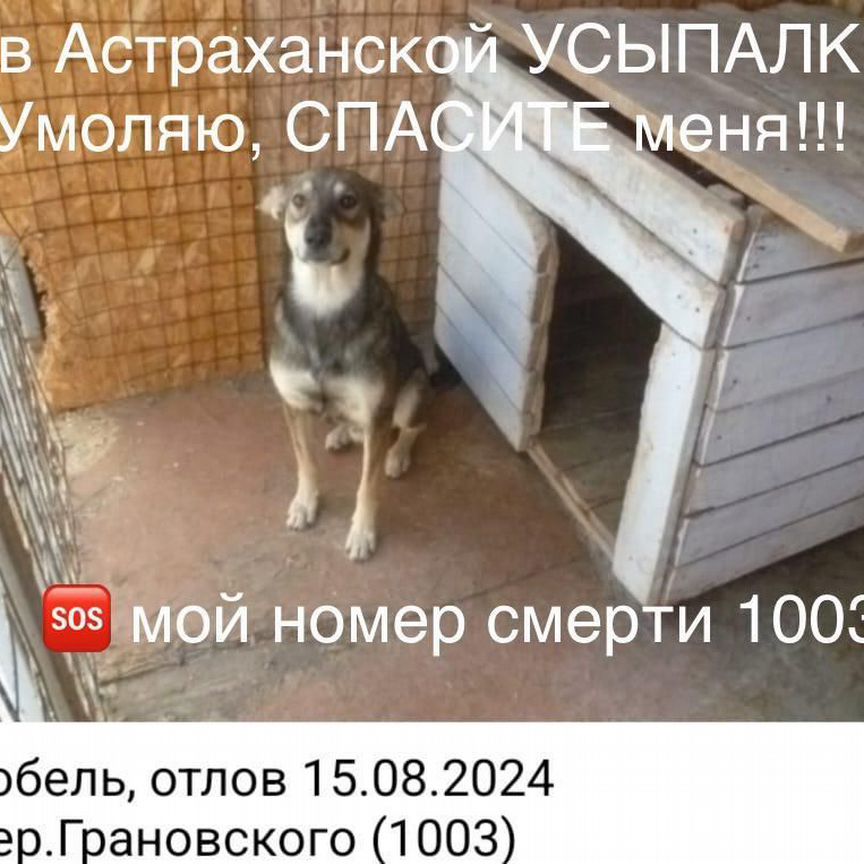 Собака в добрые руки