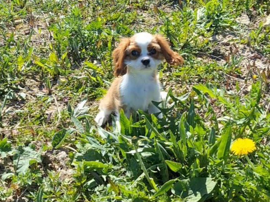 Кавалер кинг чарльз спаниель девочка