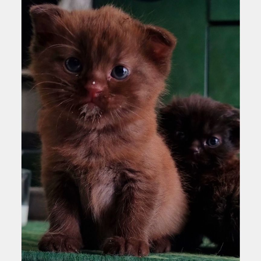 Шотландские вислоухие котята
