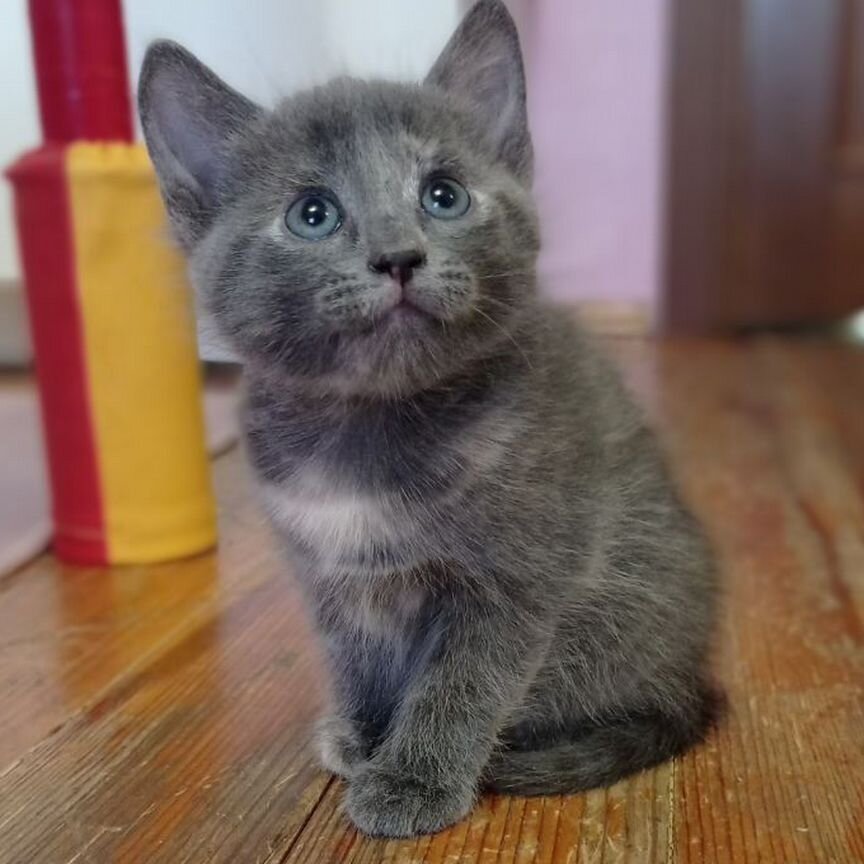 Котенок