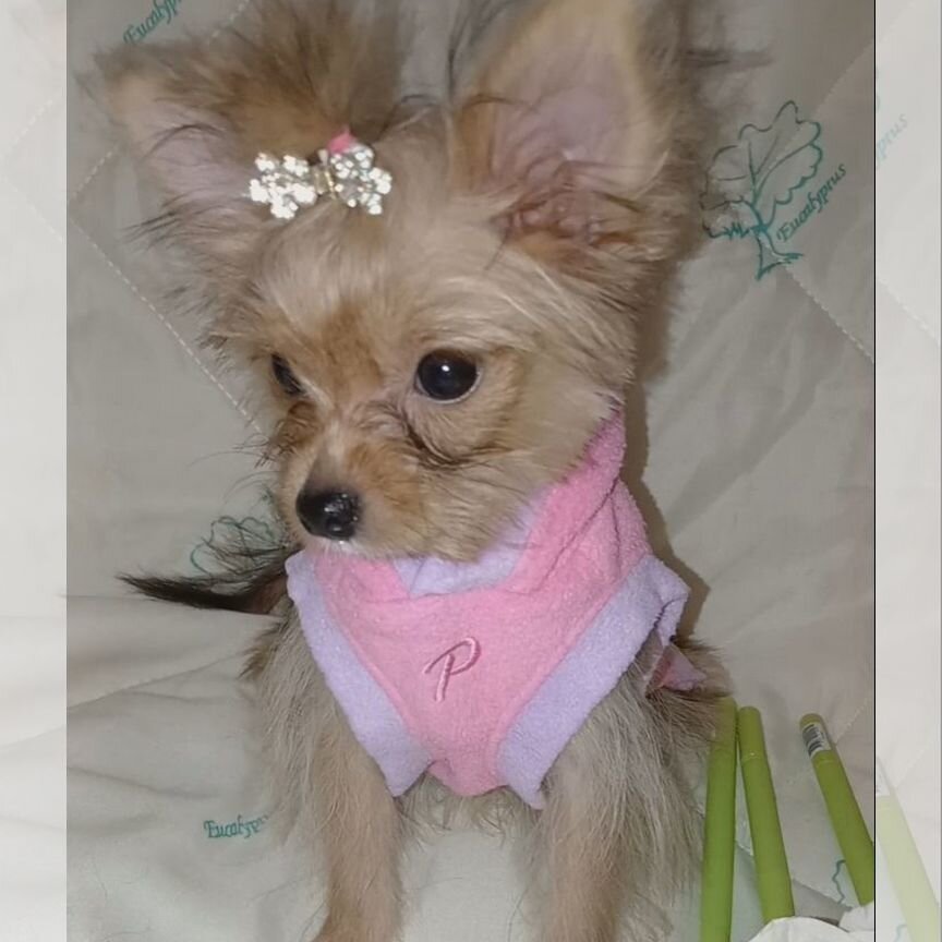 Мини собачка