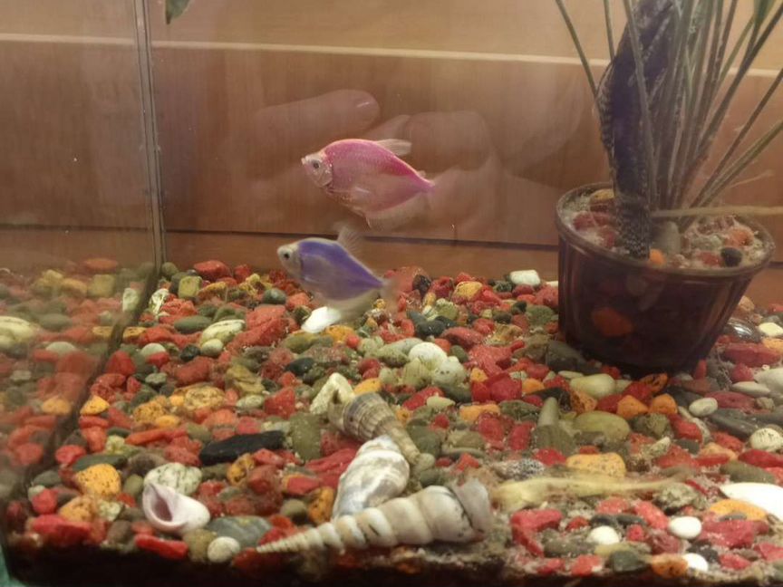 Аквариум+рыбки