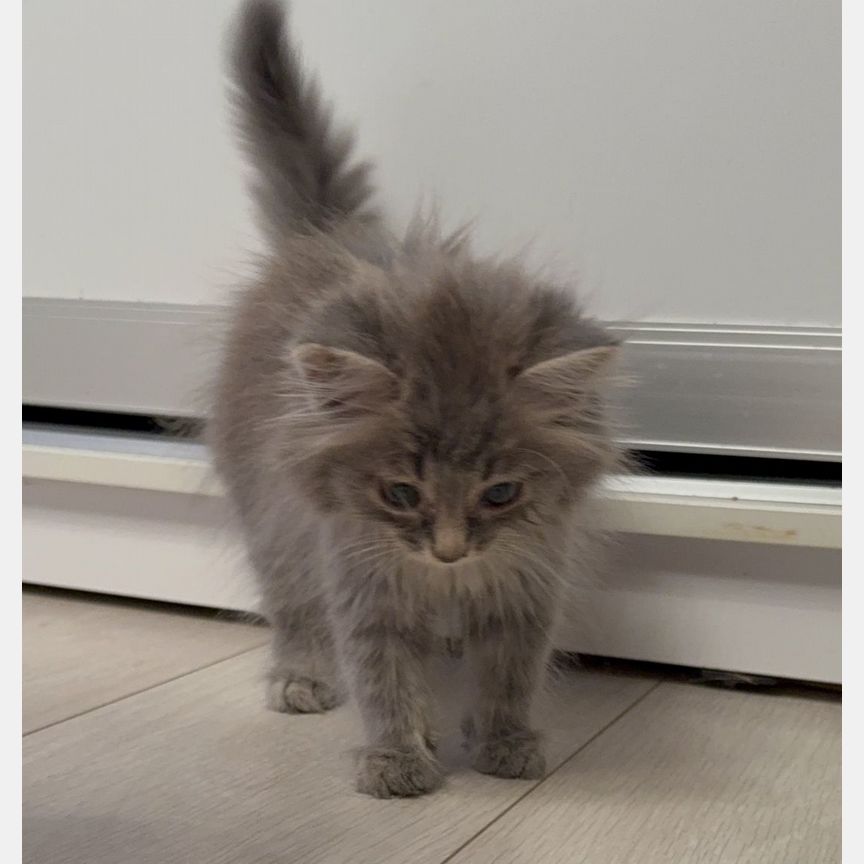 Отдадим котёнка в добрые руки